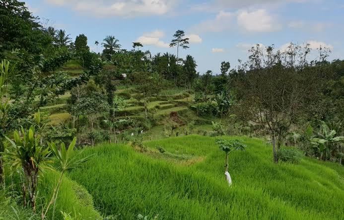 Pengunjung Desa Tetebatu Masih didominasi wisatawan Lokal | POROS LOMBOK
