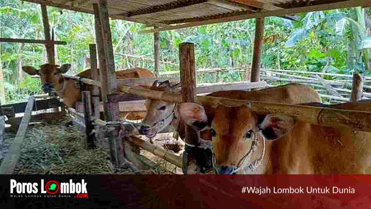 BIK 2024 Lombok Timur, Saat Peternak Menggenggam Masa Depan Keuangan ...
