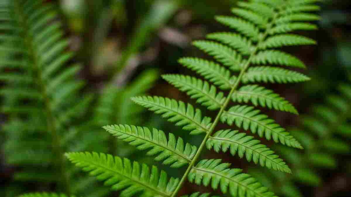 Manfaat Daun Pakis untuk Kesehatan | Poros Lombok